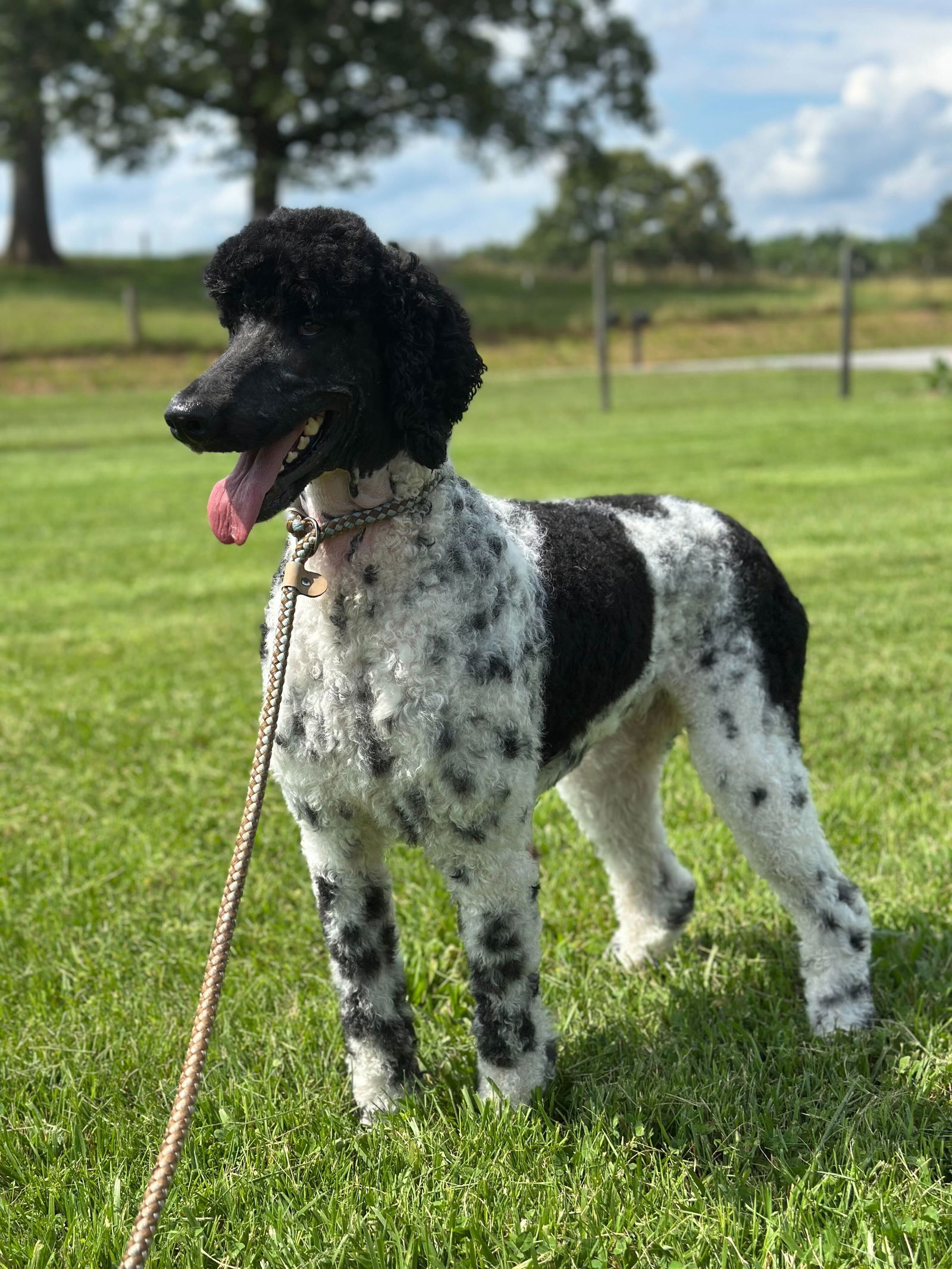 Meet Sister—A Loyal, Loving Standard Poodle Ready to Be Your One and ...