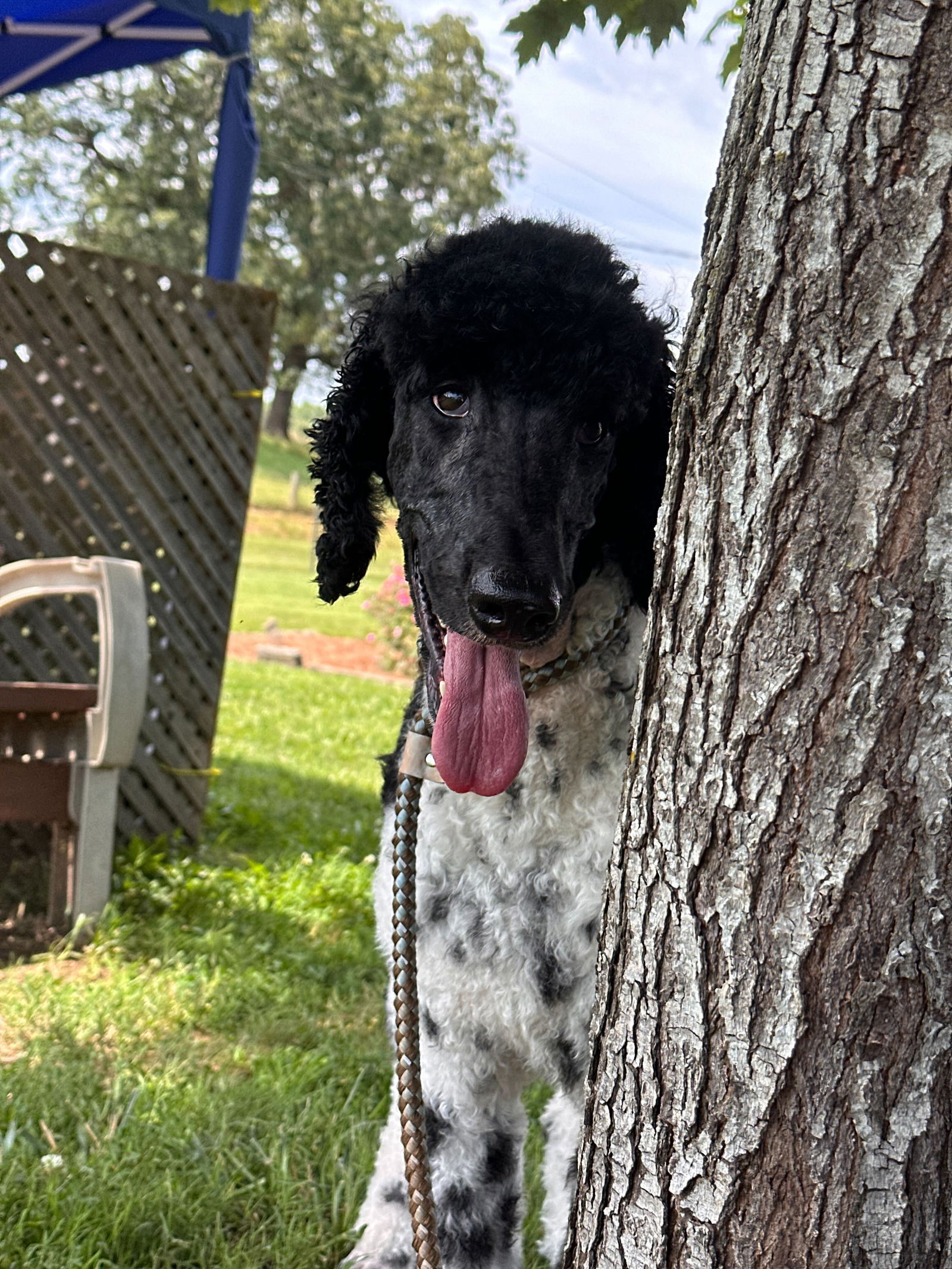 Meet Sister—A Loyal, Loving Standard Poodle Ready to Be Your One and ...