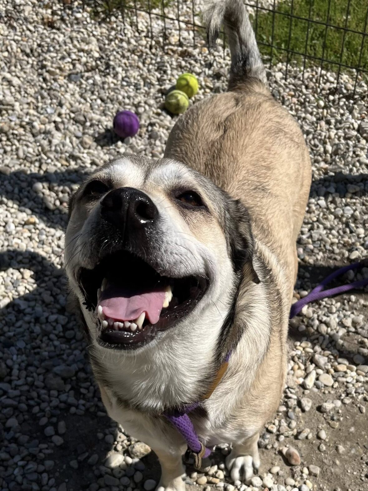 Meet Chili – Mellow, Cat-Friendly Sweetheart Ready for Her Forever ...