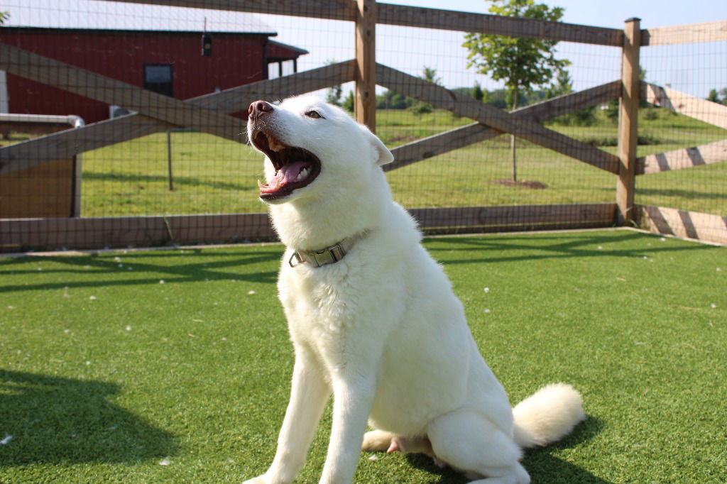 Loki the Snowy Demigod Is Ready to Bless Your Life with Love (and Fluff ...