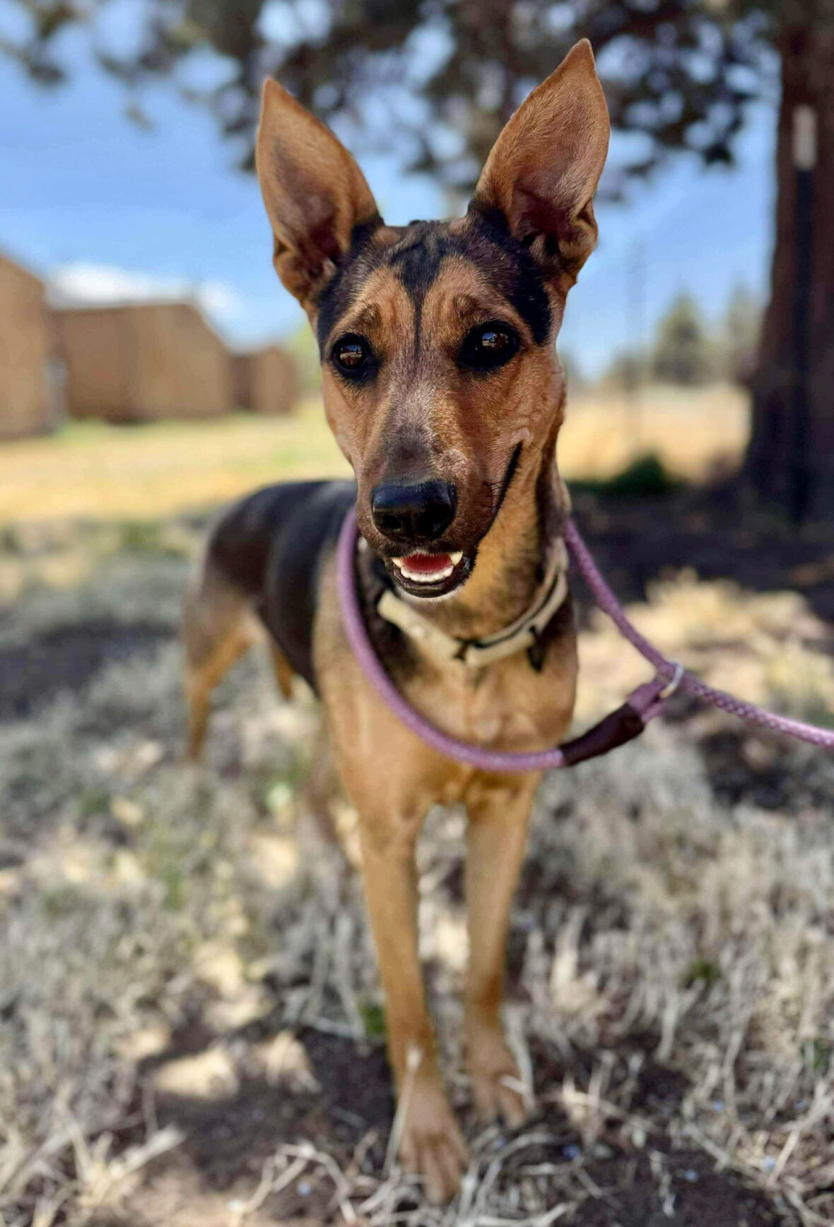 Once a Scared Mama, This Shepherd Mix Is Ready to Be Someone’s Loyal ...