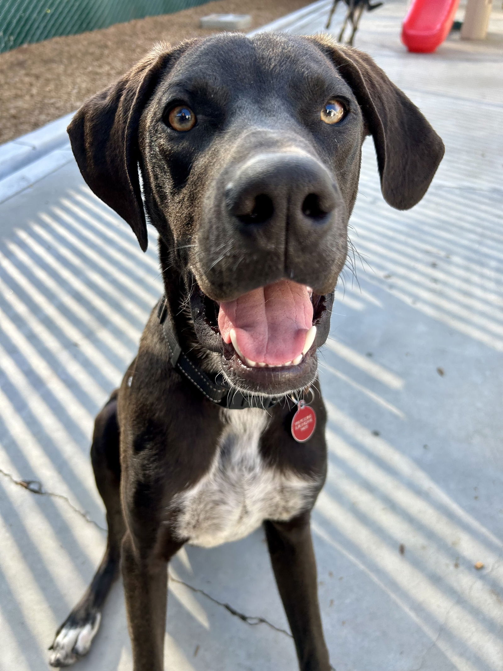 Looking for a Big, Goofy Best Friend? Ted the Great Dane Mix Is Ready ...
