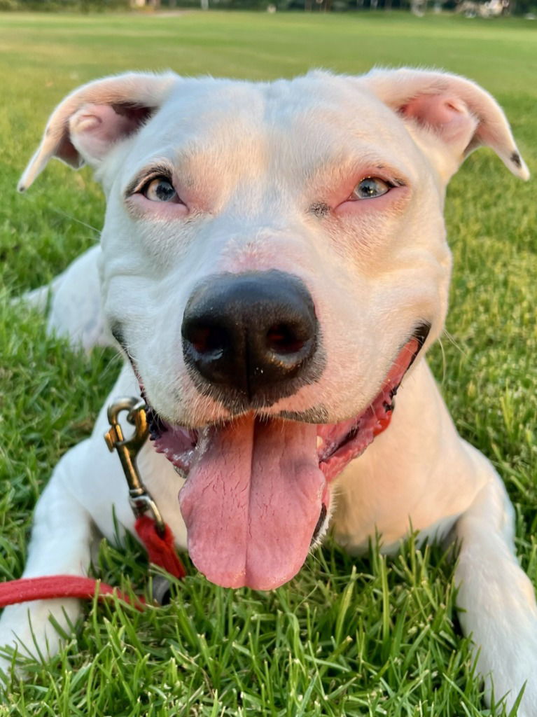 Deaf but Devoted—King the Staffy/Pit Mix Is Ready to Rule Your Heart ...