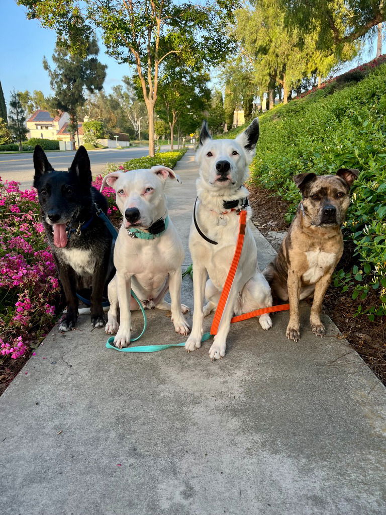 Deaf but Devoted—King the Staffy/Pit Mix Is Ready to Rule Your Heart ...
