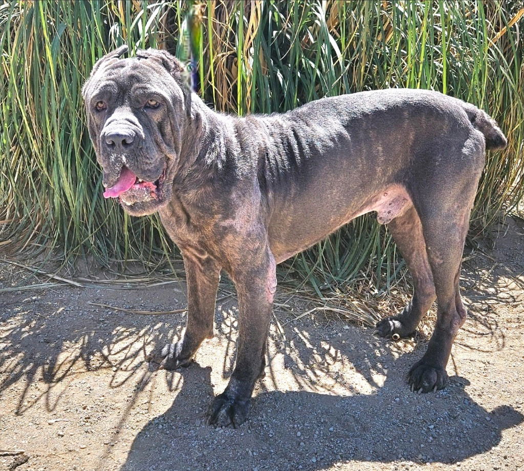 Blaze the Cane Corso Survived Overcrowding and Euthanasia—Will You Be ...
