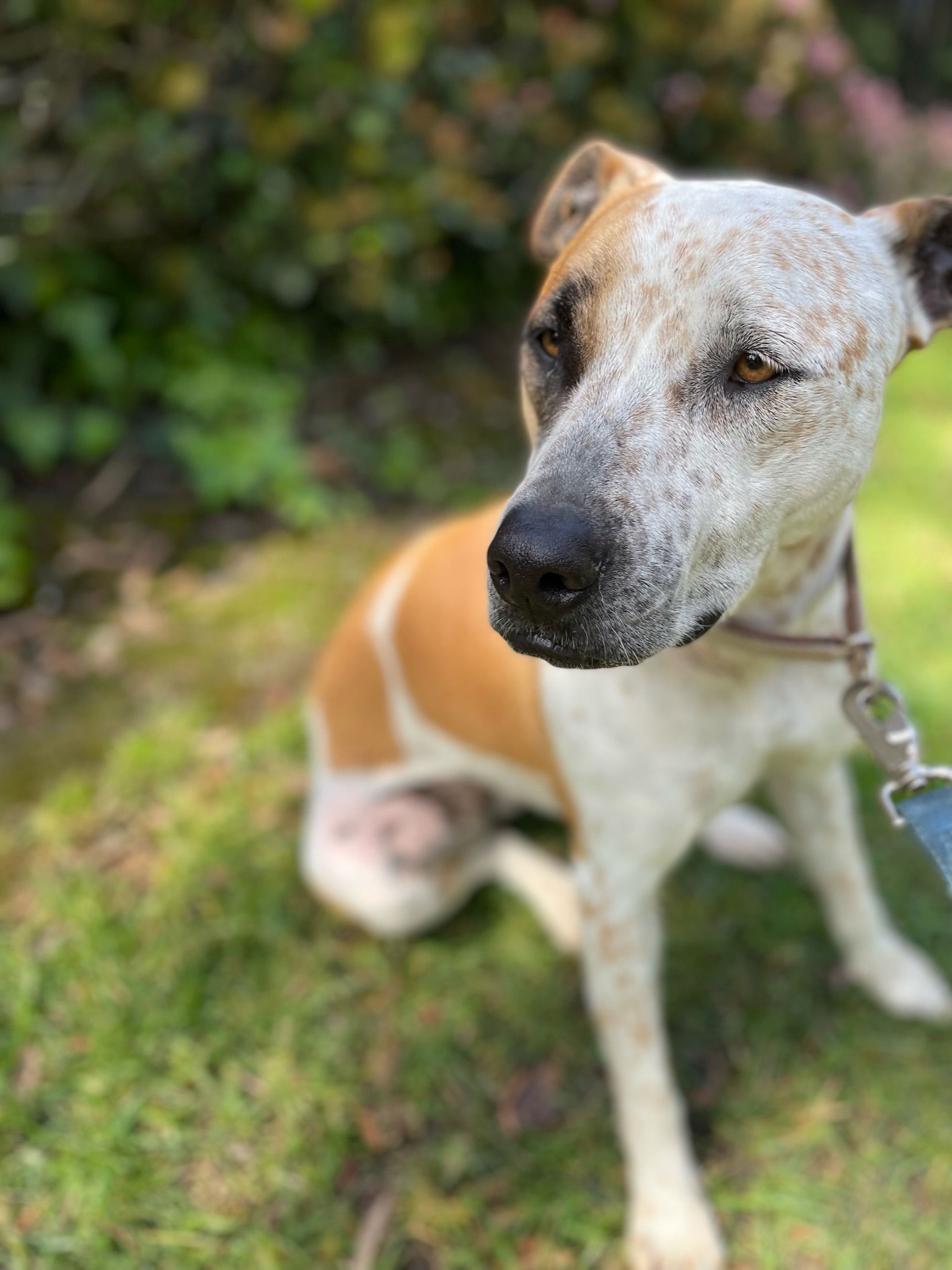 Once Shy, Now Shining—Lady Is Ready for Her Forever Home - Rocky Kanaka