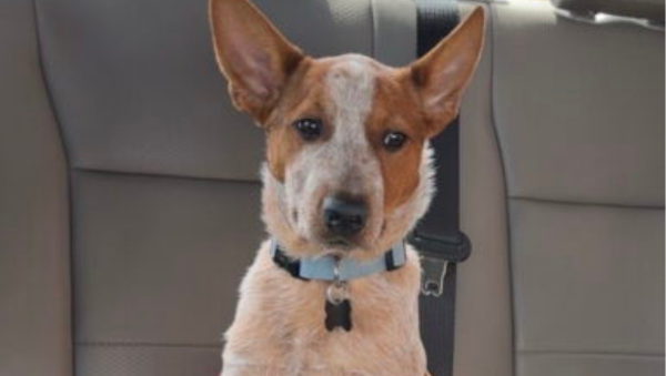 Meet Clyde the Cattle Dog—Smart, Spunky, and Ready to Herd Your Heart ...
