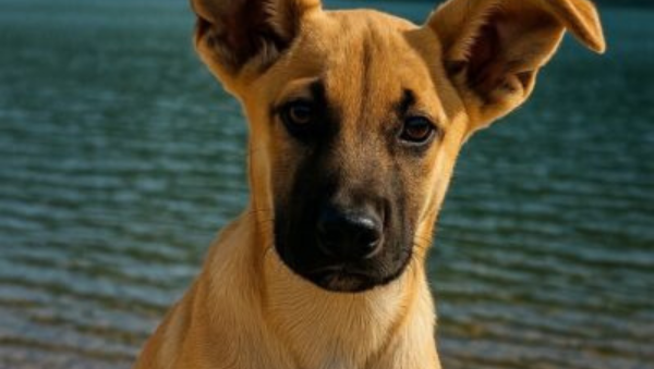 From Street Pup to Smart Cookie—Matty’s Ready to Grow Up in a Loving ...