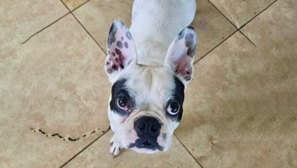 Partially Deaf, Fully Adorable—Meet Piglet the Boston Terrier Who Just ...