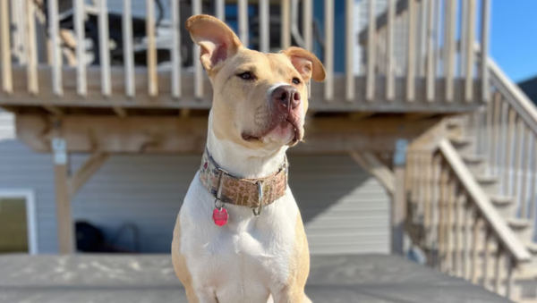 💗 Katya: Sweet, Snuggly, and Spin-Free! This Goofy Girl Is Ready to Be ...