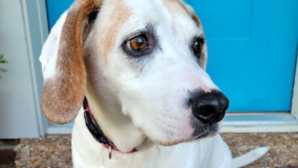 Maggie Moo: Small Body, Big Personality, Endless Wiggles - Rocky Kanaka