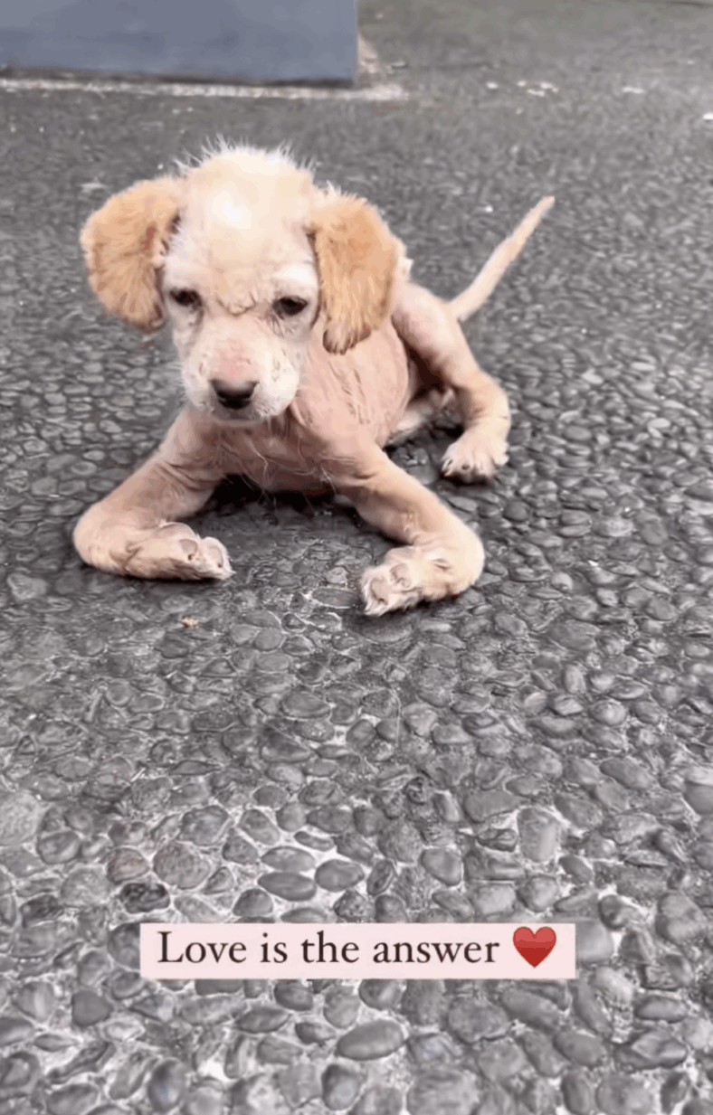 This Puppy’s Legs Were So Deformed She Could Only Crawl—Now She’s ...