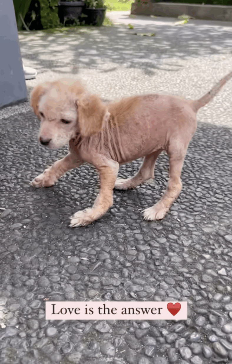This Puppy’s Legs Were So Deformed She Could Only Crawl—Now She’s ...