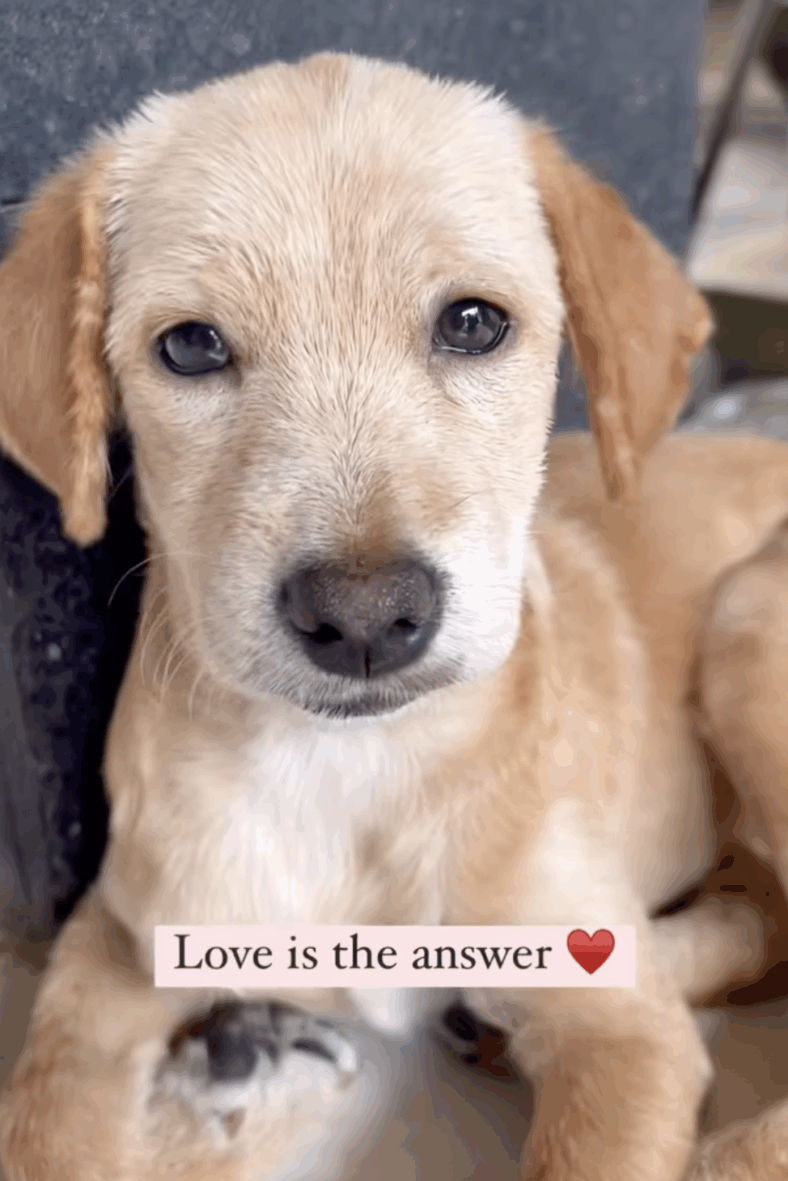 This Puppy’s Legs Were So Deformed She Could Only Crawl—Now She’s ...