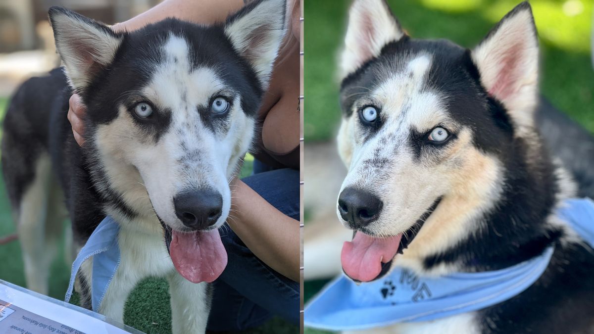 He Helped Other Dogs Find Homes—Now This Loyal Husky Just Needs One of ...