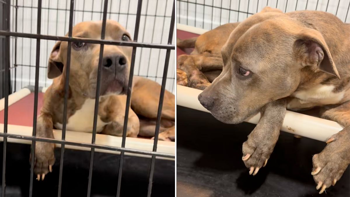 Given Up Because She’s “Too Much Work” — This Gentle Dog Would Do ...