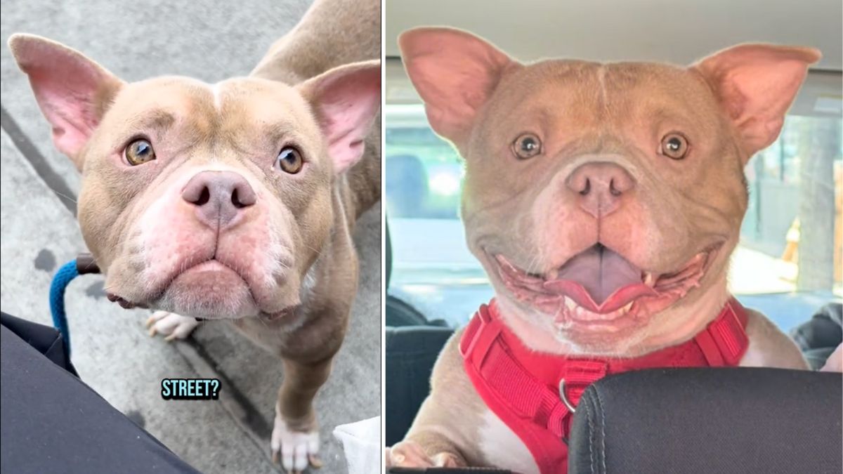 Left Tied on a Random Street… This Bully Dog’s Rescue Will Break You ...