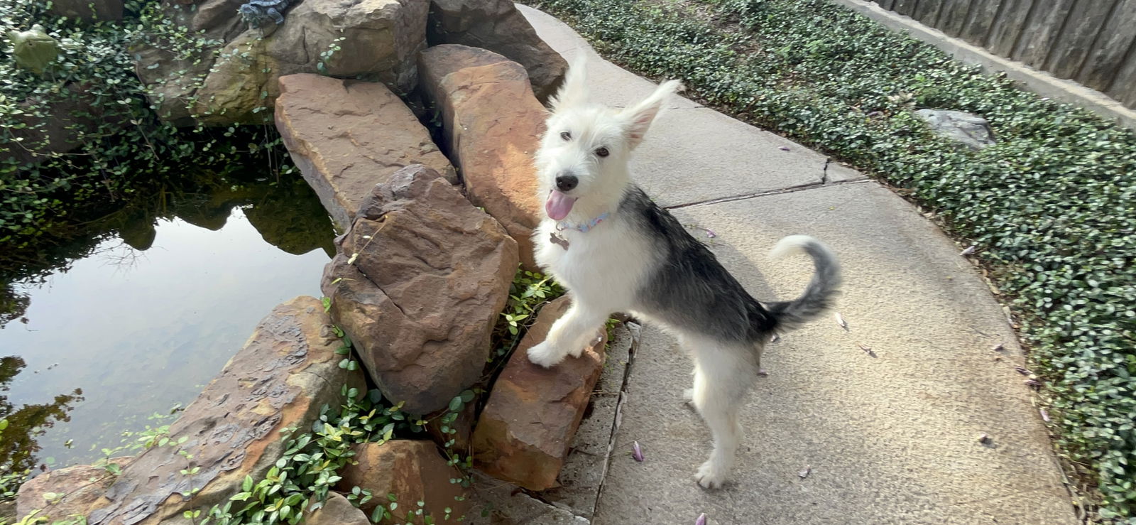 From Arkansas Wanderer to Playful Companion—Meet Willa Rose! - Rocky Kanaka