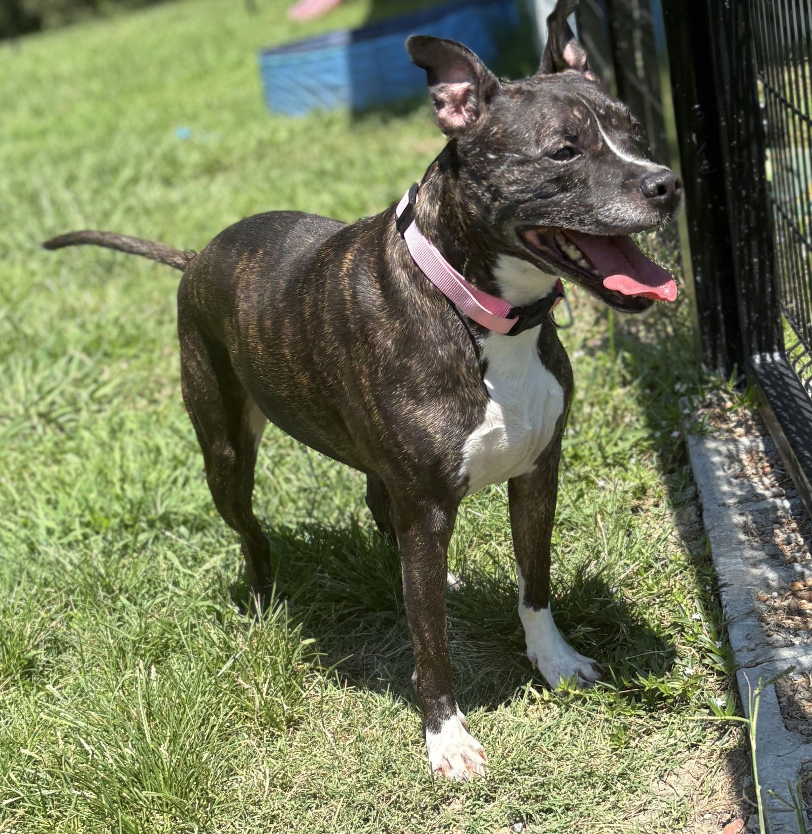 Poppy Lost Her Person—Now This Wiggly, Smiling Girl Is Looking for a ...