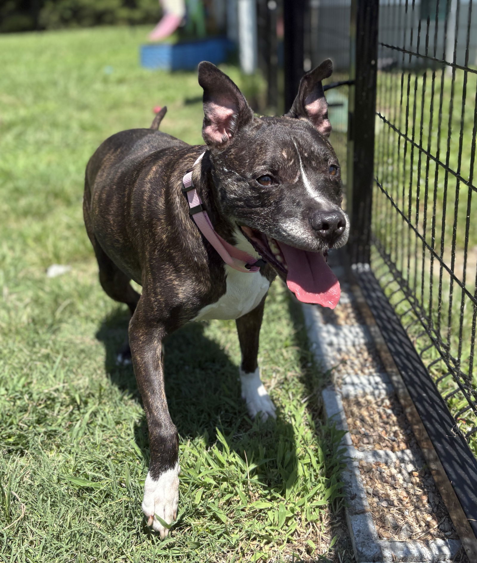 Poppy Lost Her Person—Now This Wiggly, Smiling Girl Is Looking for a ...