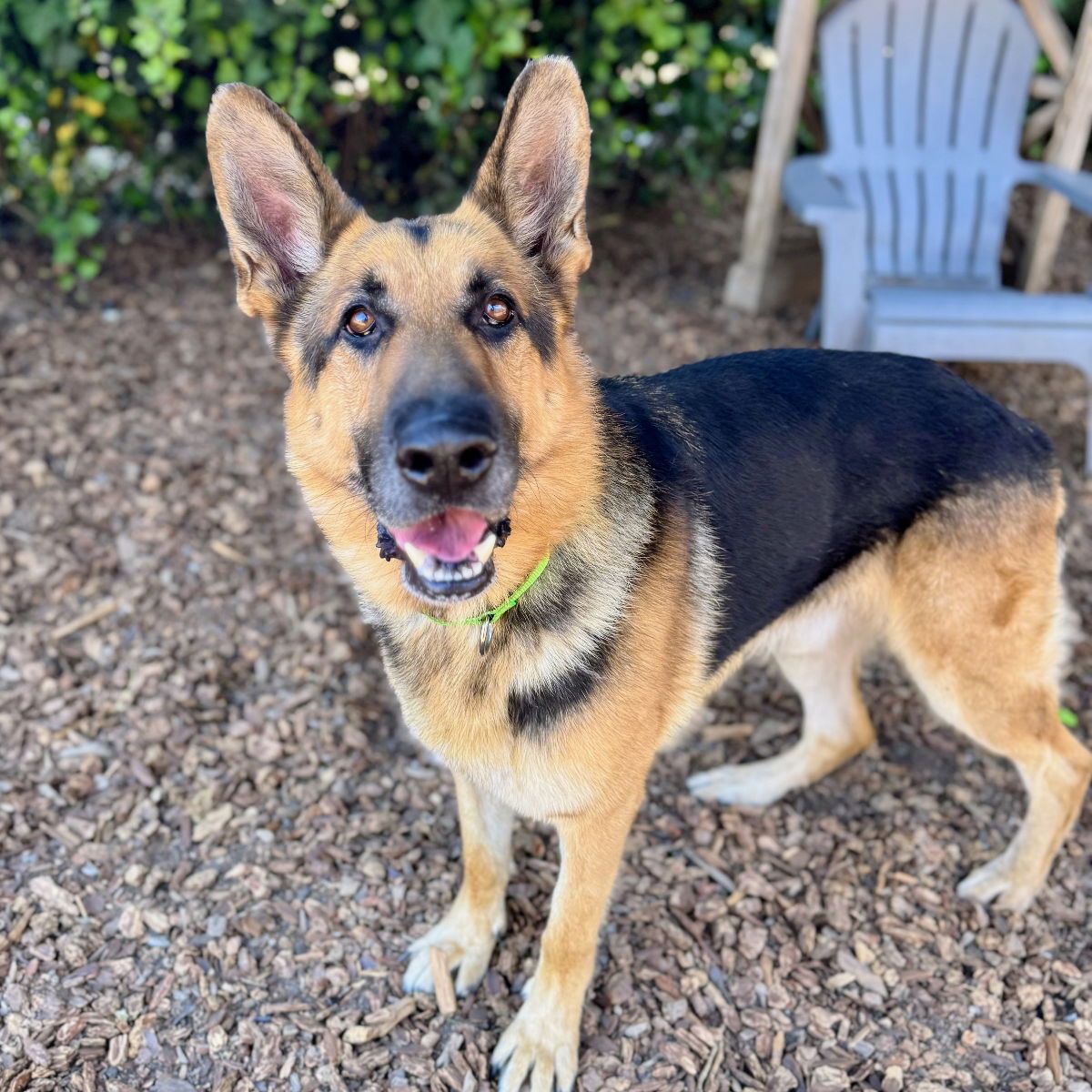 Cioppino – The Gentle Giant German Shepherd Mix Ready for a Fresh Start ...