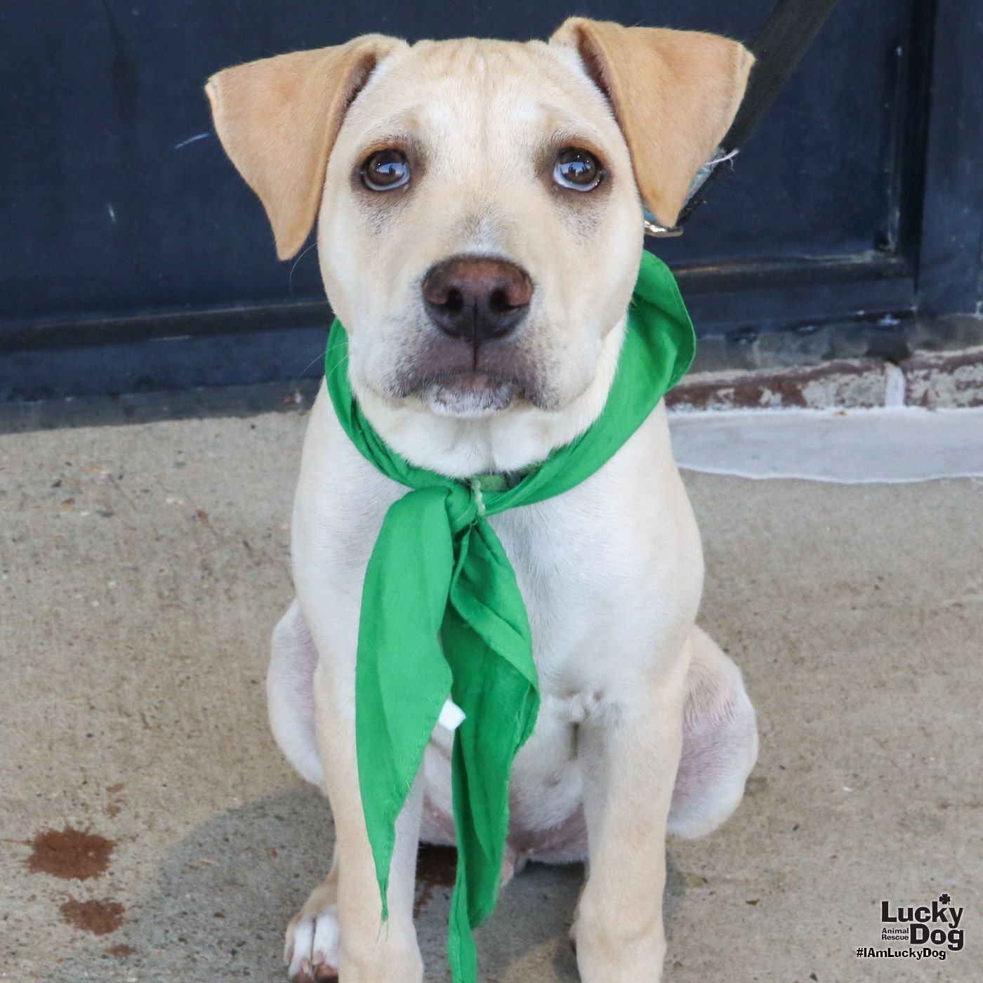 Prince Ivory—A Confident, Curious Pup Ready for His Kingdom 👑🐾 - Rocky ...