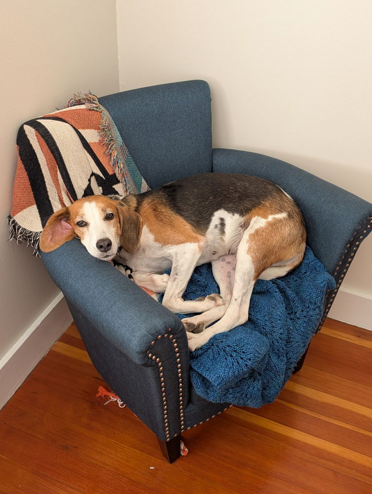 This Gentle, Sock-Stealing Sweetheart Is Ready to Melt Your Heart ...