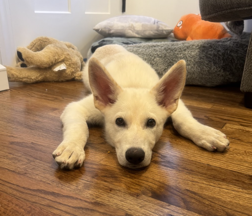 Double the Cuteness — Meet Frank & Fred, Shepherd Mix Brothers! - Rocky ...