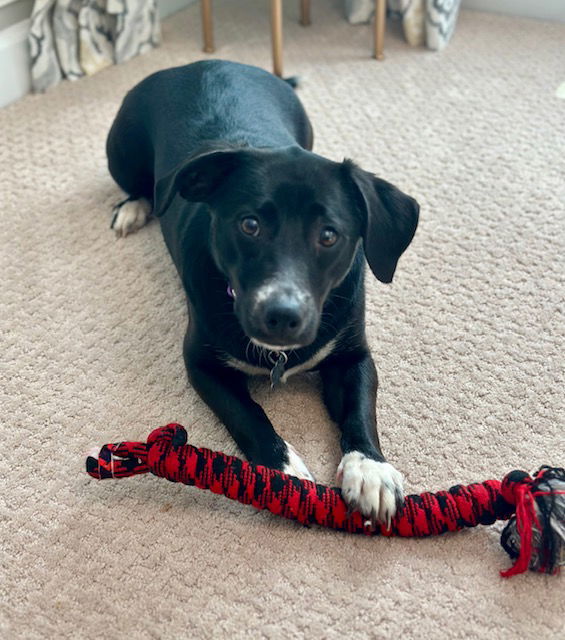 Meet Emmy Lou, the Adorable Doxador Mix With a Heart of Gold - Rocky Kanaka