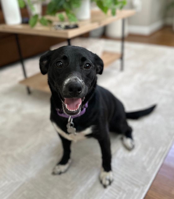Meet Emmy Lou, the Adorable Doxador Mix With a Heart of Gold - Rocky Kanaka