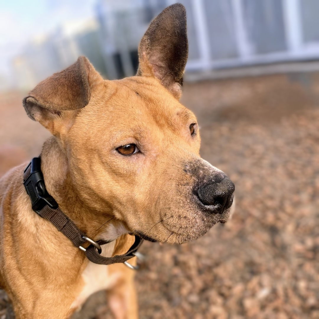 Shiba the Pit Bull Terrier – The Calm & Curious Sniffari Guide - Rocky ...
