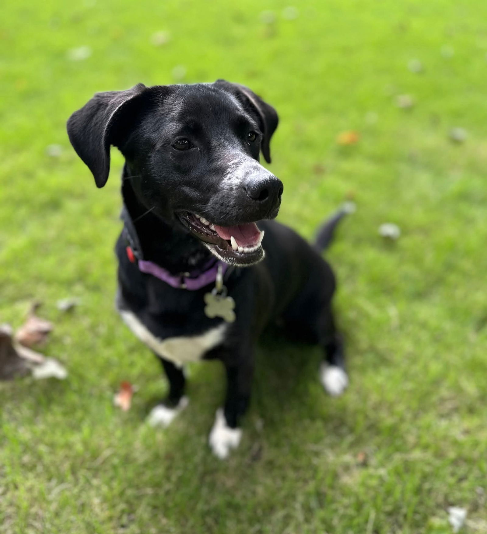 Meet Emmy Lou, the Adorable Doxador Mix With a Heart of Gold - Rocky Kanaka