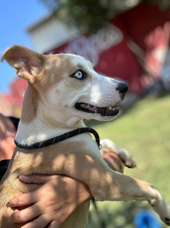 Meet Stevie – The Sweet, Trained Puppy Ready for Her Forever Home ...