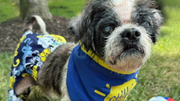 Beautiful Benny Is Ready to Find Love Again—Could You Be His Match ...
