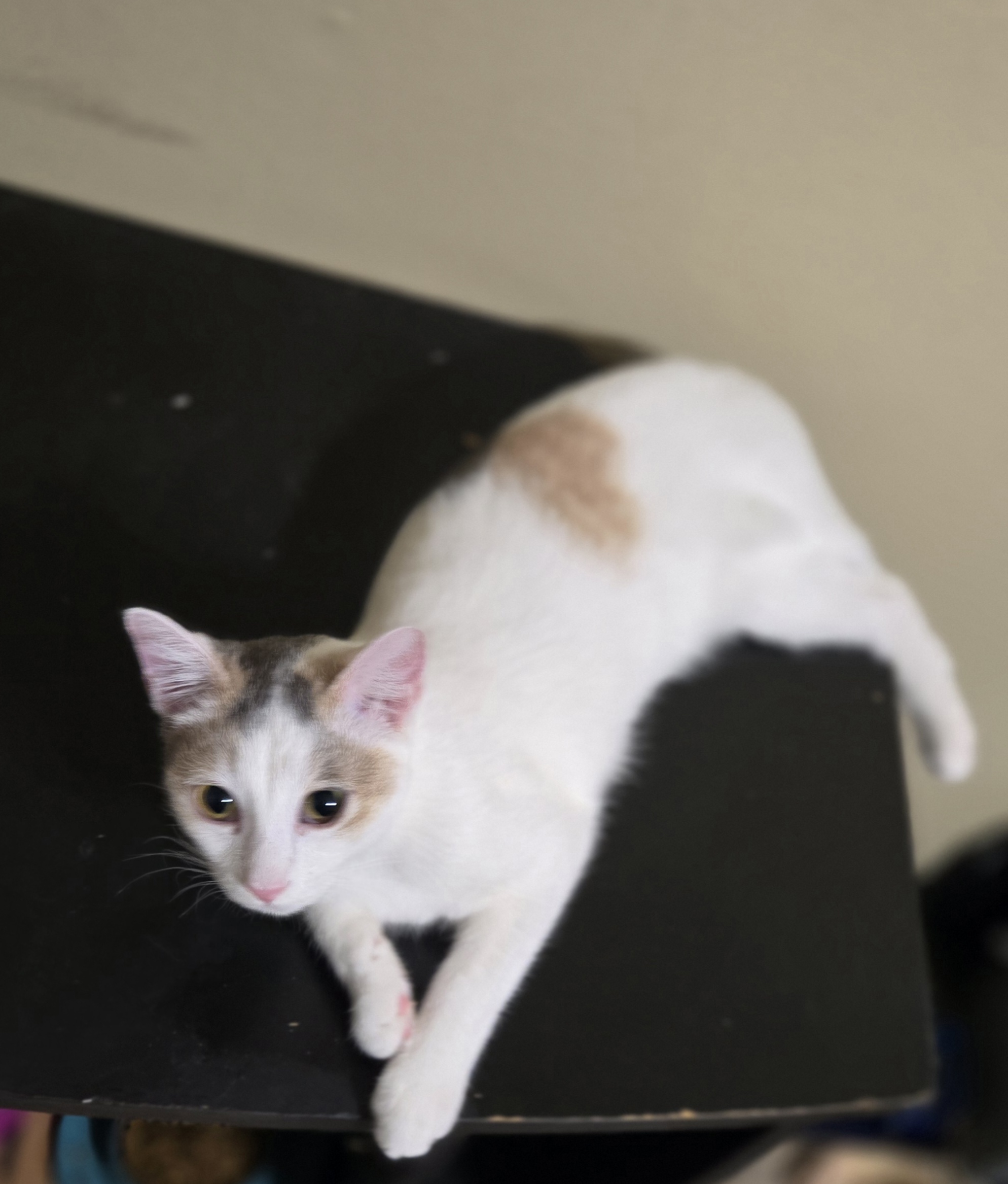 Noel the Muted Calico—Playful, Cuddly, and Ready for Her Forever Home ...