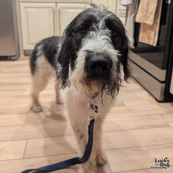 From Supermom to Super Companion—Lucy the Labradoodle Is Ready for Her ...