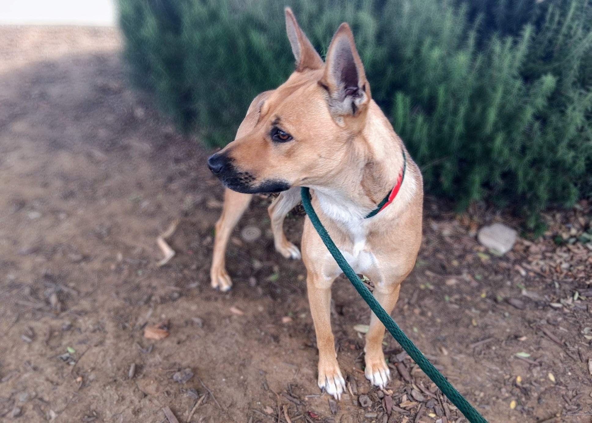Meet Ally, the Sweet Shepherd Mix with a Nose for Adventure - Rocky Kanaka