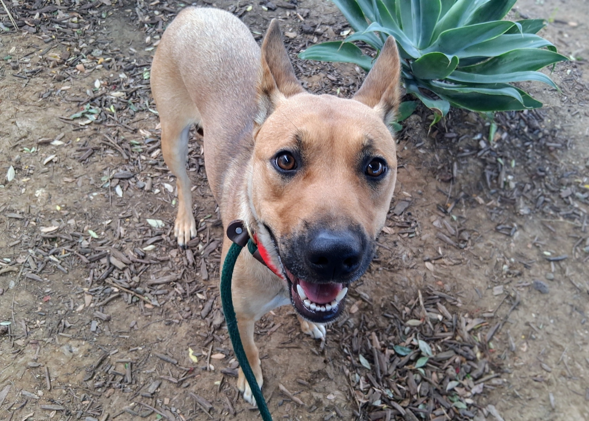 Meet Ally, the Sweet Shepherd Mix with a Nose for Adventure - Rocky Kanaka