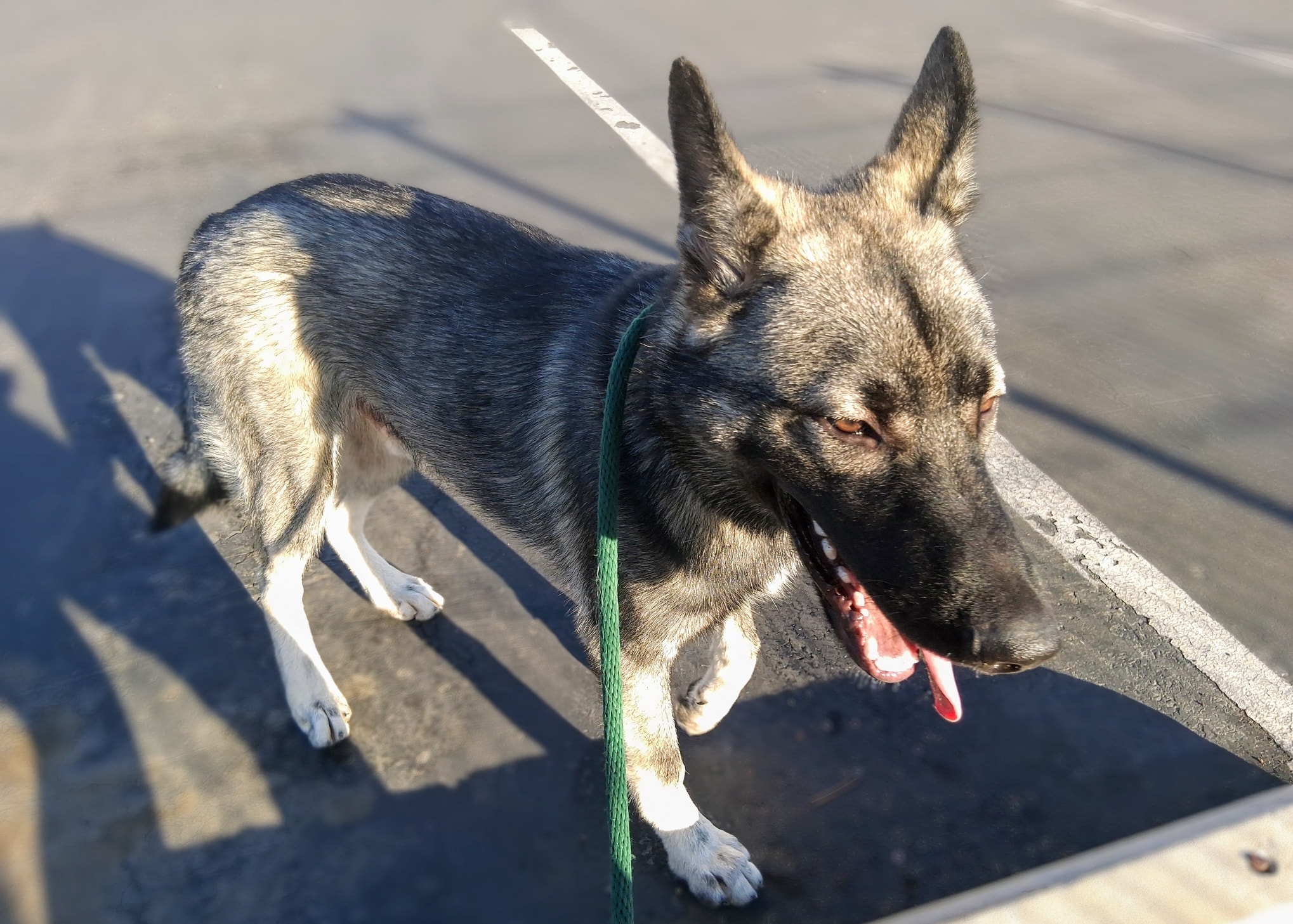Sensitive Young Shepherd Mix Bandit Is Eager to Please and Ready for ...