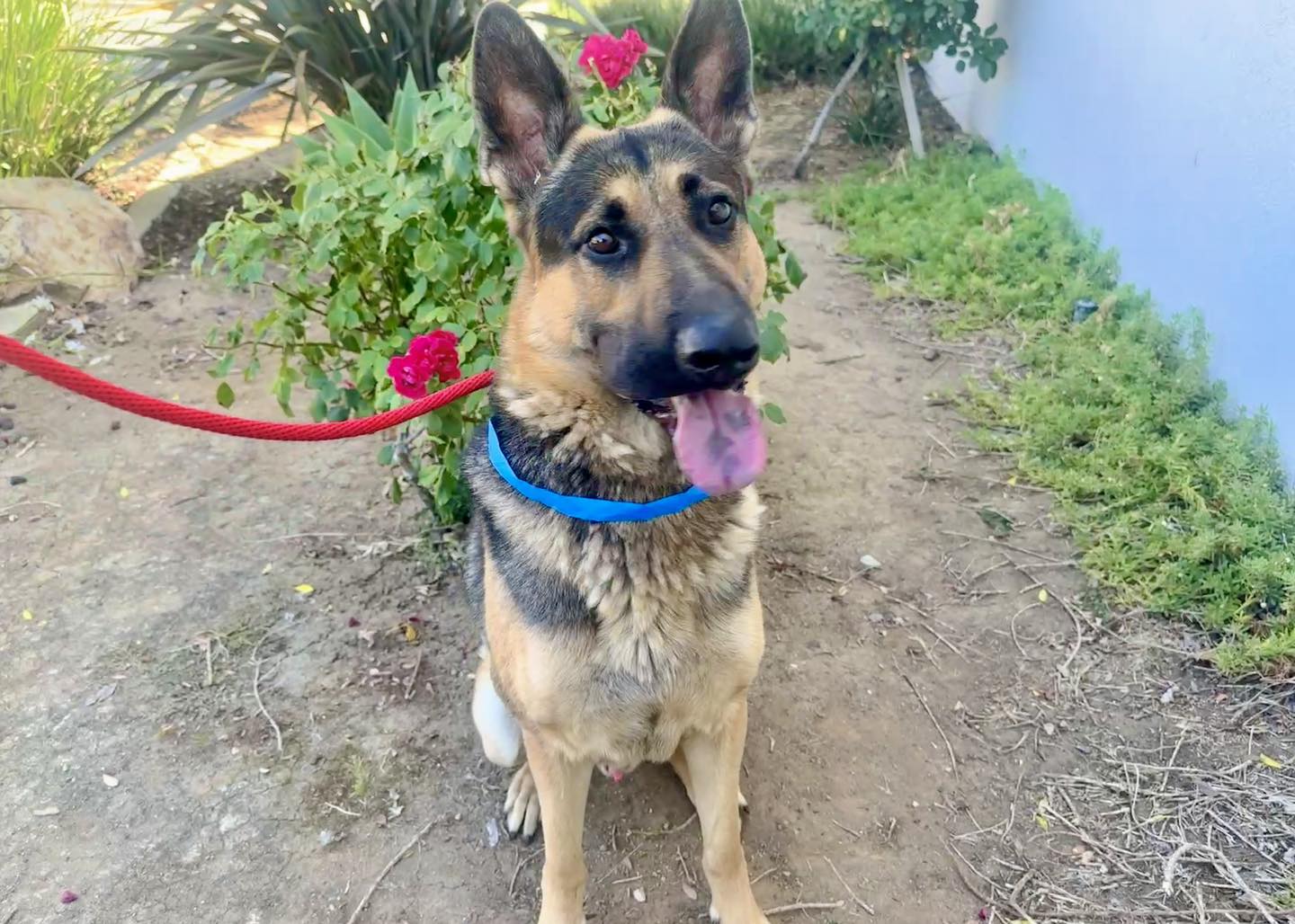 Meet Hunter—the Big-Hearted German Shepherd Ready for Adventure - Rocky ...