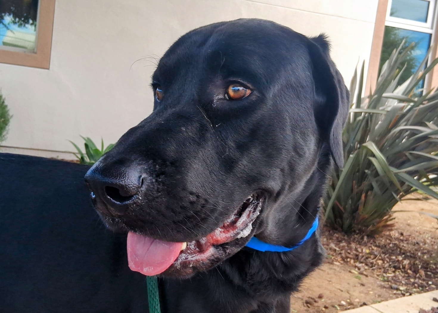 Meet Ozzie the Gentle Giant—This 100+ lb Labrador Retriever Mix Just ...