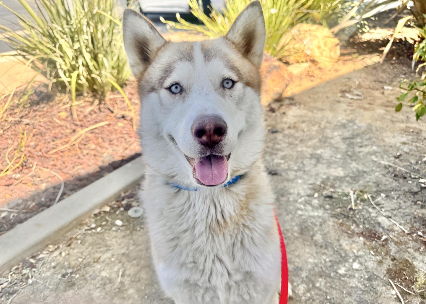 Meet Rocket—the Happy Husky with Hugs, Smiles, and Love to Share ...