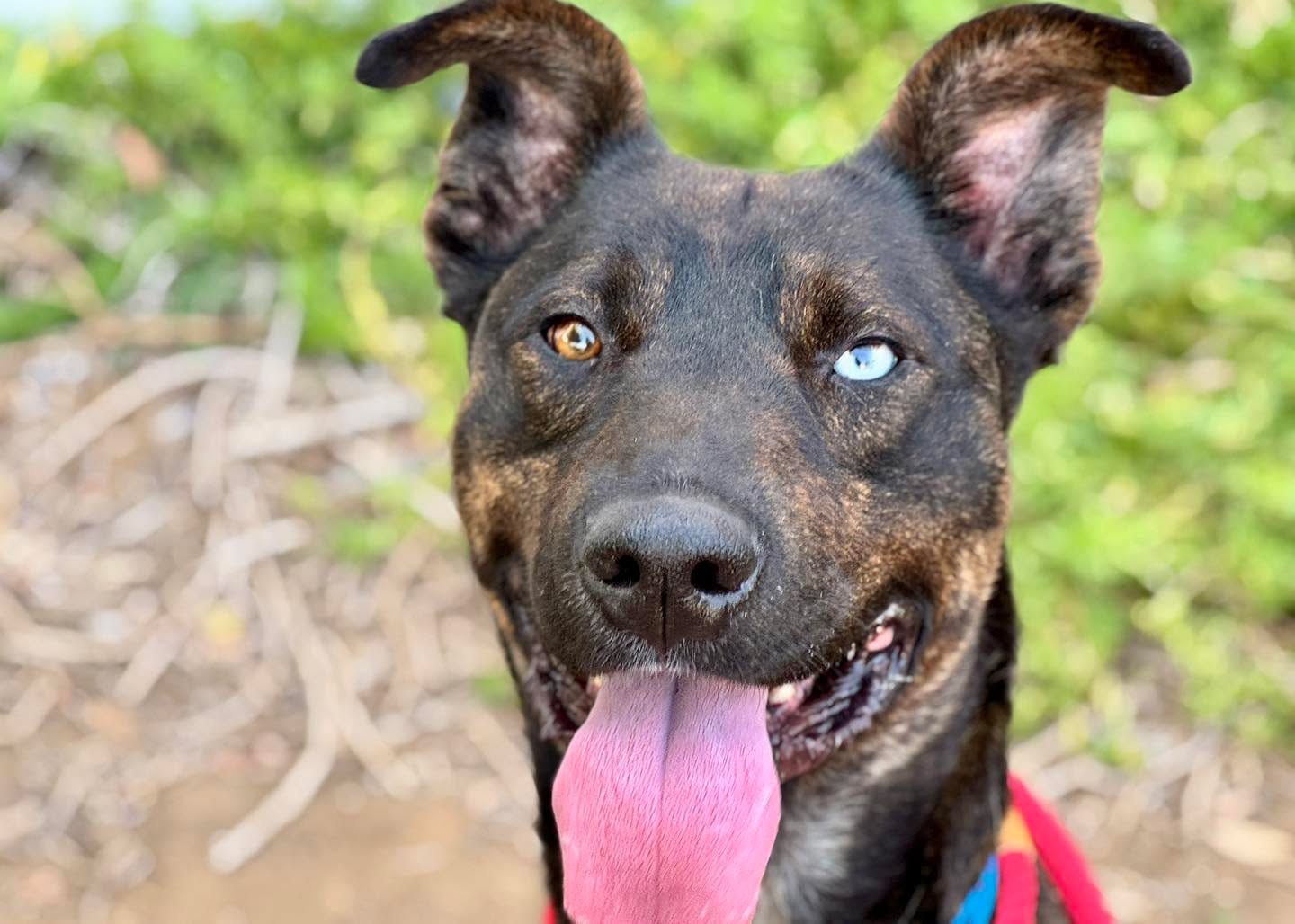 Meet Yogi—the Playful, Handsome Shepherd Mix With a Brindle Coat and ...