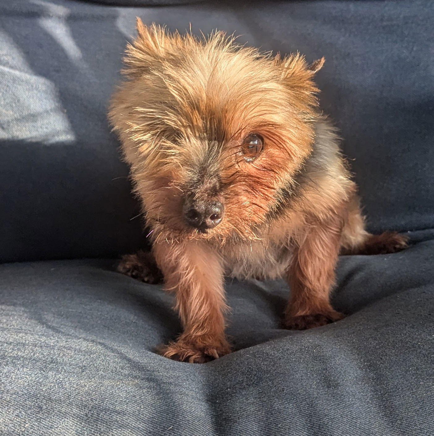 Myles the Yorkie, Struggling with Hearing and Vision—Will You Give Him ...