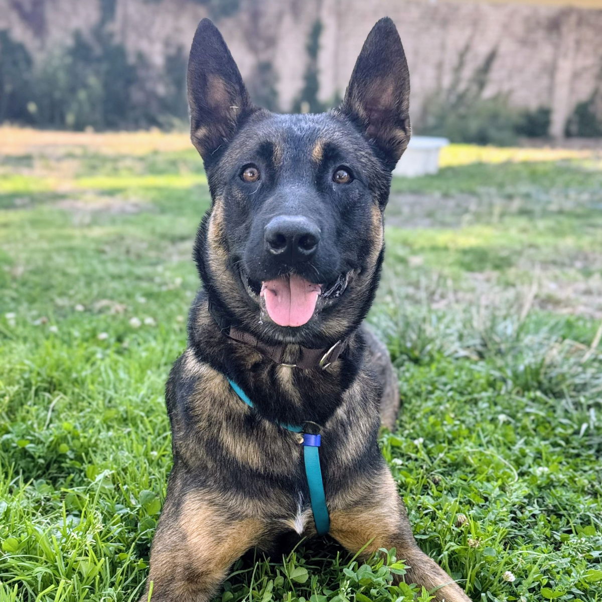 Playful & Loving Belgian Shepherd Mix Kion Is Ready for His Forever ...