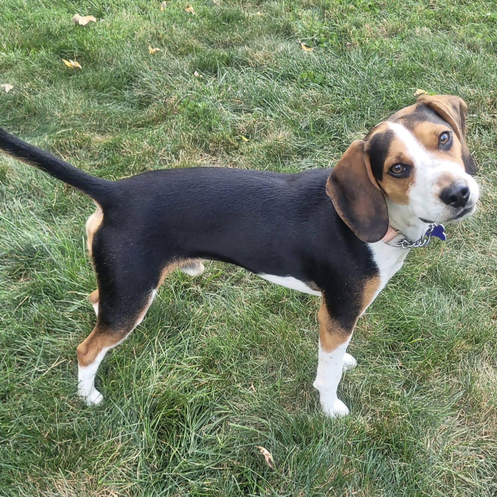 Petite Beagle Boy Goofus Is Ready to Steal Hearts - Rocky Kanaka