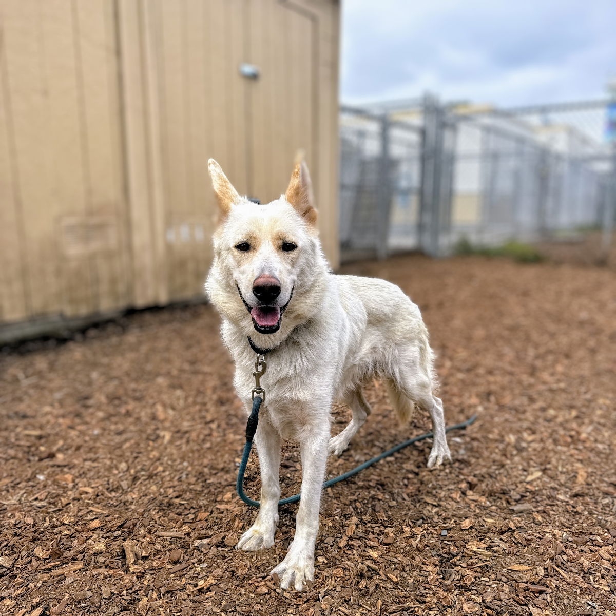 Aspen the Lab Mix Went from Unsure Mama to Playful Pup—Will You Be Her ...