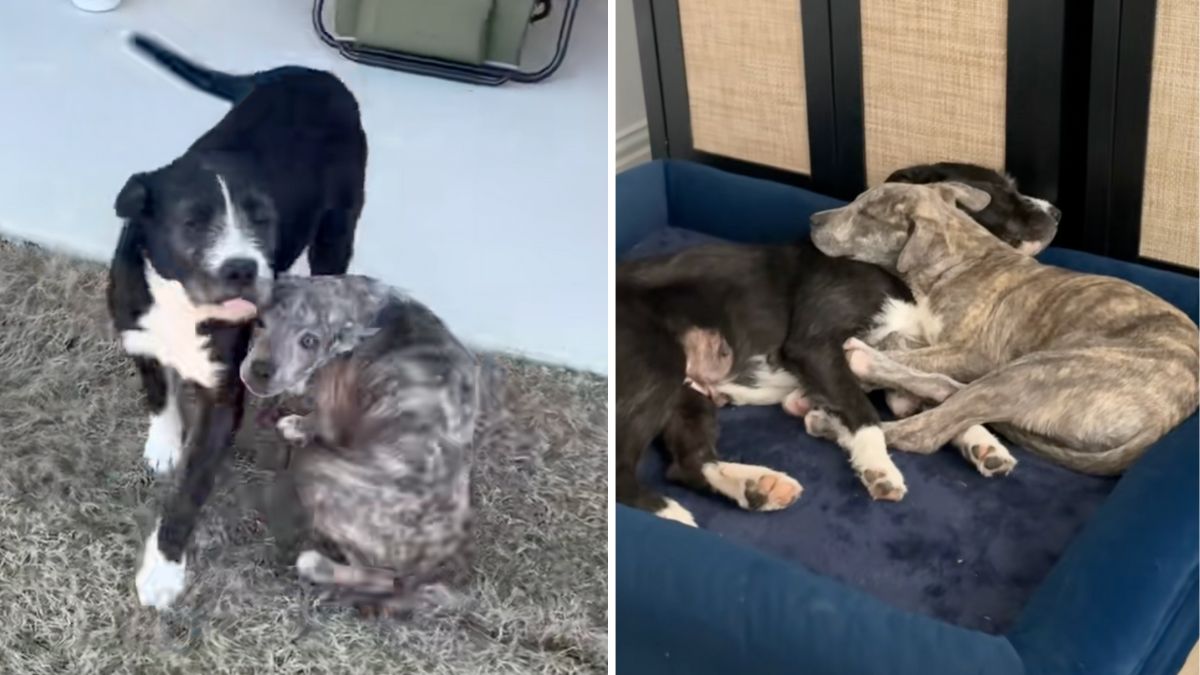 Must-Watch: Viral Video of Mama Dog Reuniting With Her Puppy Is the ...