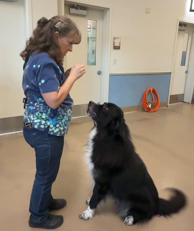 Axle for Adoption - Rocky Kanaka