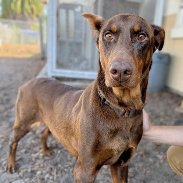 Meet Ella — A Sweet 3-Year-Old Doberman Mix Ready for Her Forever Home ...